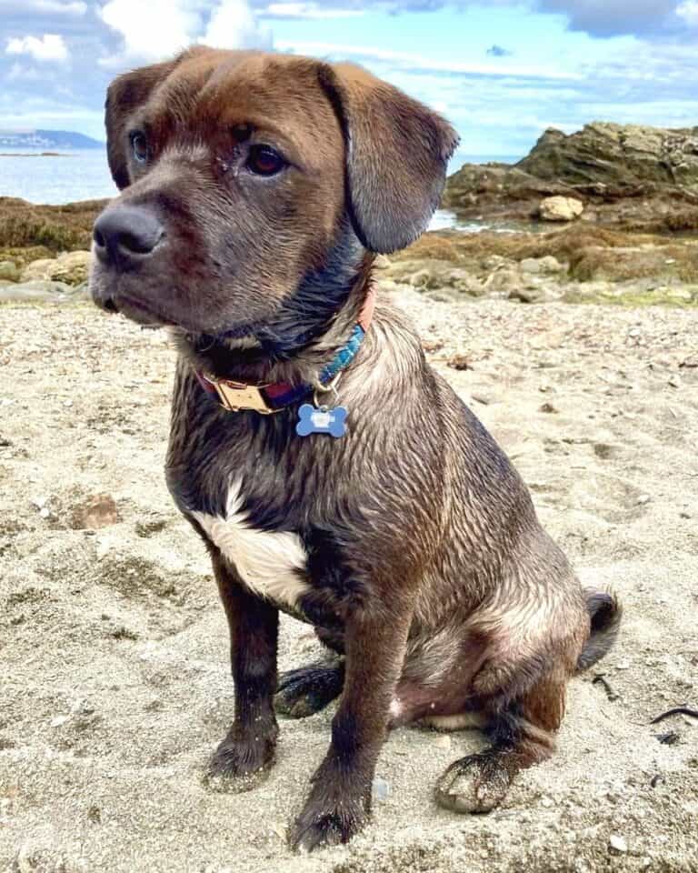 29 English Springer Spaniel Mixes (With Pictures)