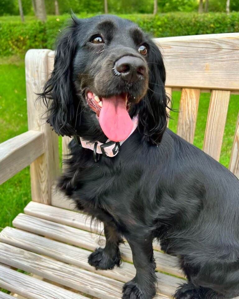 48 Adorable Cocker Spaniel Mixes (With Pictures)