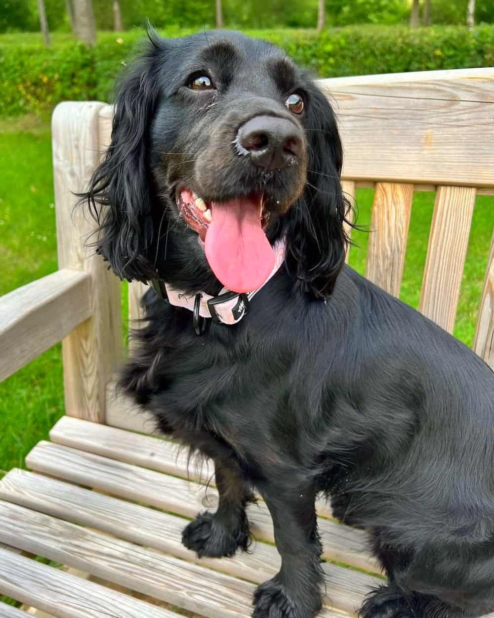 48 Adorable Cocker Spaniel Mixes (With Pictures)