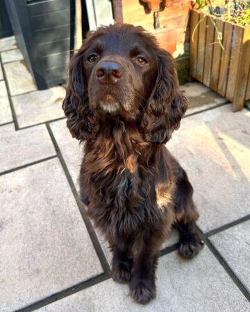 29 English Springer Spaniel Mixes (With Pictures)