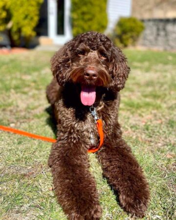 29 English Springer Spaniel Mixes (With Pictures)