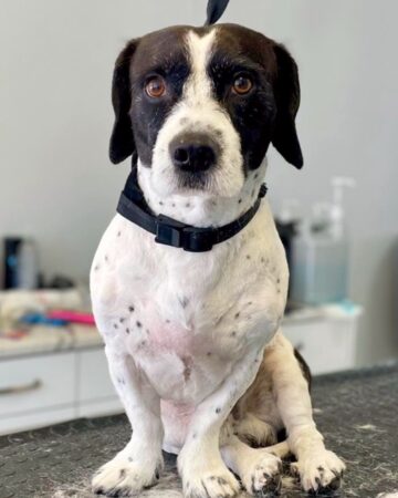 29 English Springer Spaniel Mixes (With Pictures)