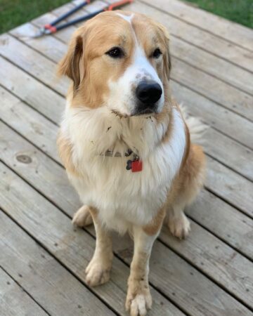 28 Great Pyrenees Mixed Breeds (With Pictures)