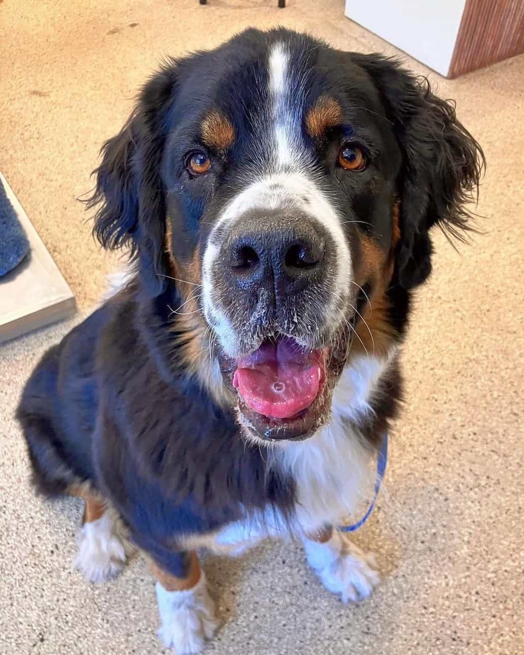 Saint Bernard Mixes: 37 Giant Crossbreeds (With Pictures)