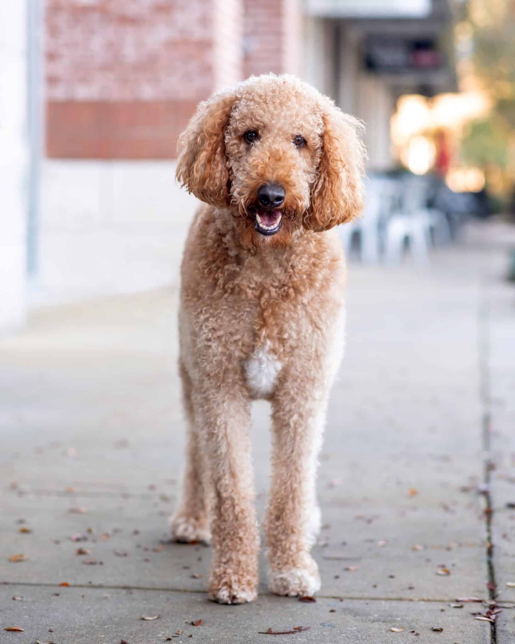 20 Goldendoodle Colors & Markings (With Pictures!)