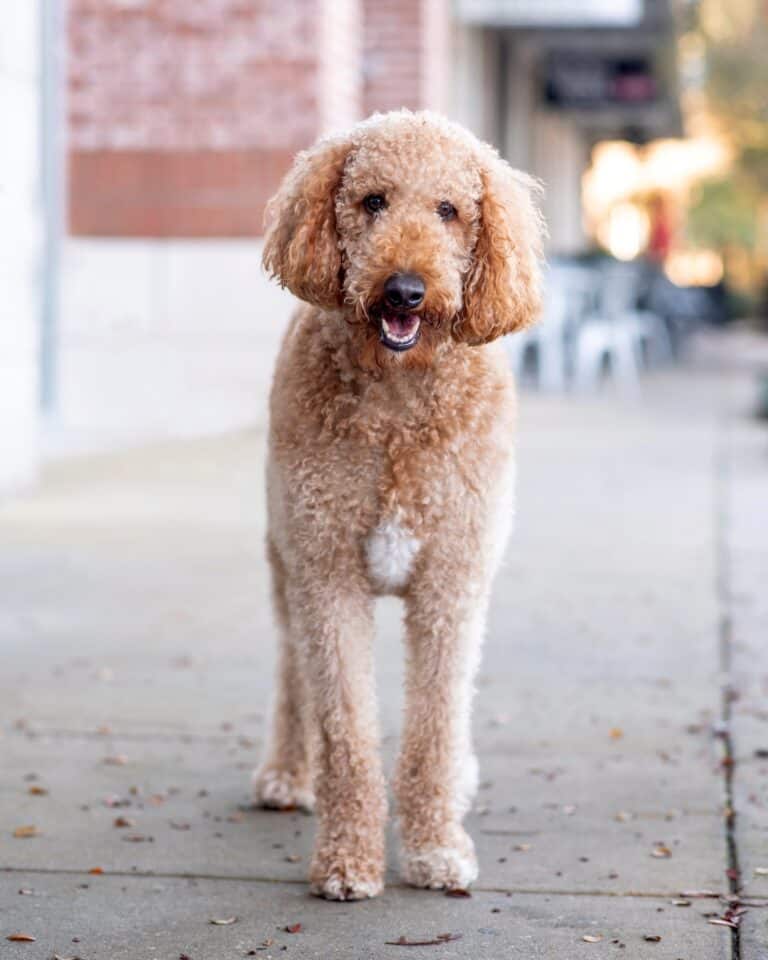 20 Goldendoodle Colors & Markings (With Pictures!)