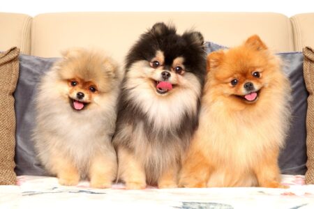 25 Pomeranian Colors, Markings & Patterns (With Pictures!)