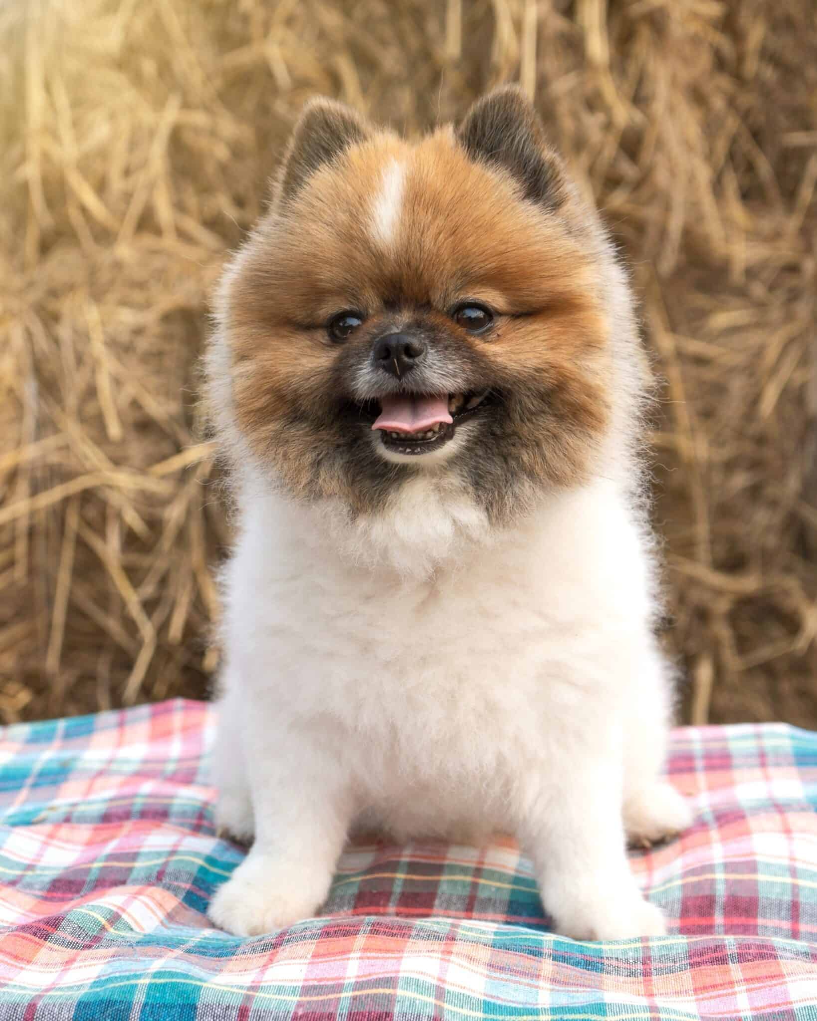 25 Pomeranian Colors, Markings & Patterns (With Pictures!)