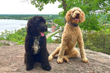 20 Goldendoodle Colors & Markings (With Pictures!)