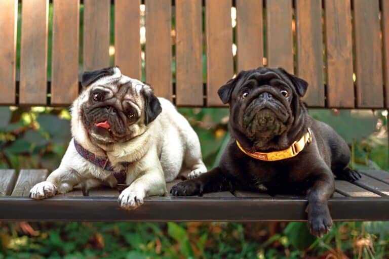 20 Pug Colors Explained (With Pictures!) - Happy Dog Breeds