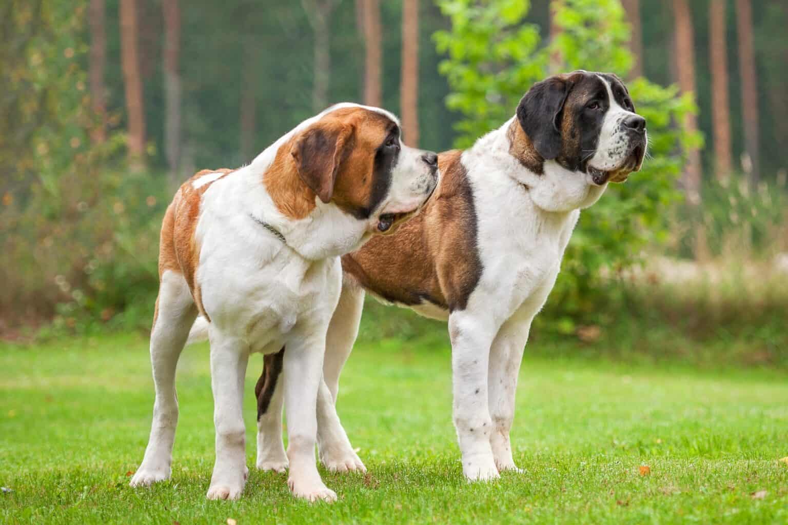 17 Saint Bernard Colors Explained (With Pictures!)
