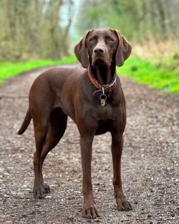 22 Beautiful Weimaraner Mixes You'll Love (With Pictures)