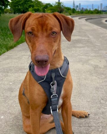 35 Whippet Mixes: A Complete Guide (With Pictures)