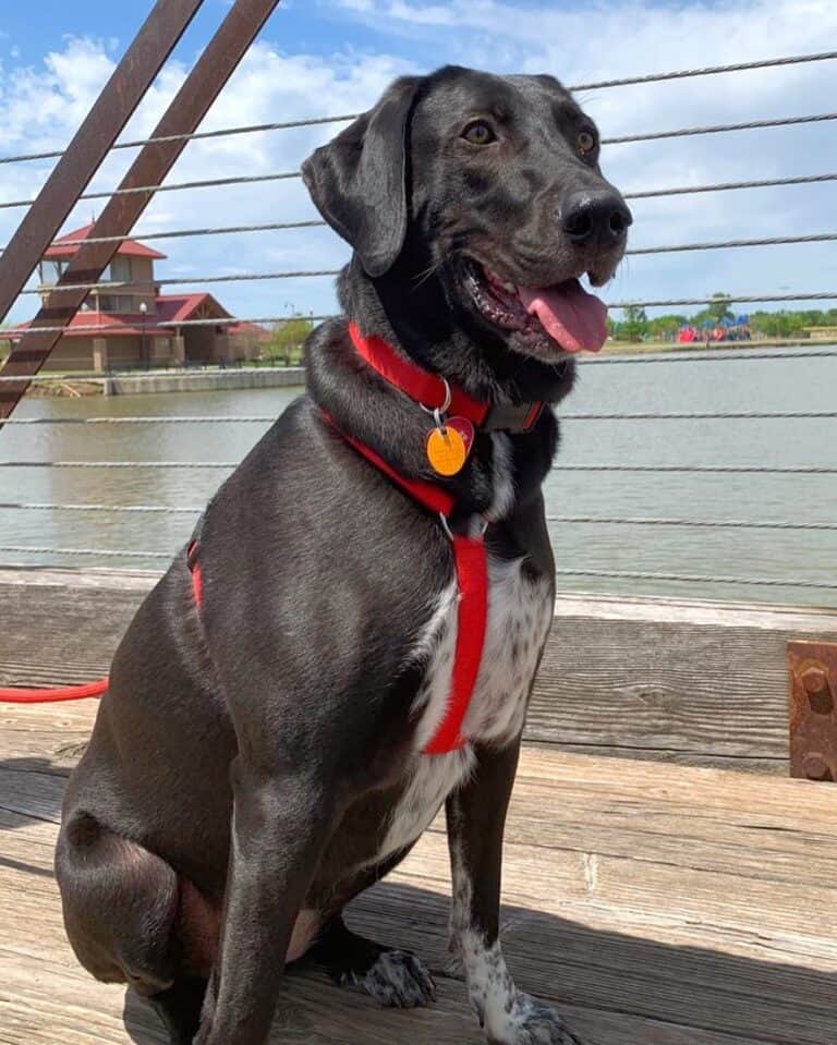 22 Beautiful Weimaraner Mixes You'll Love (With Pictures)