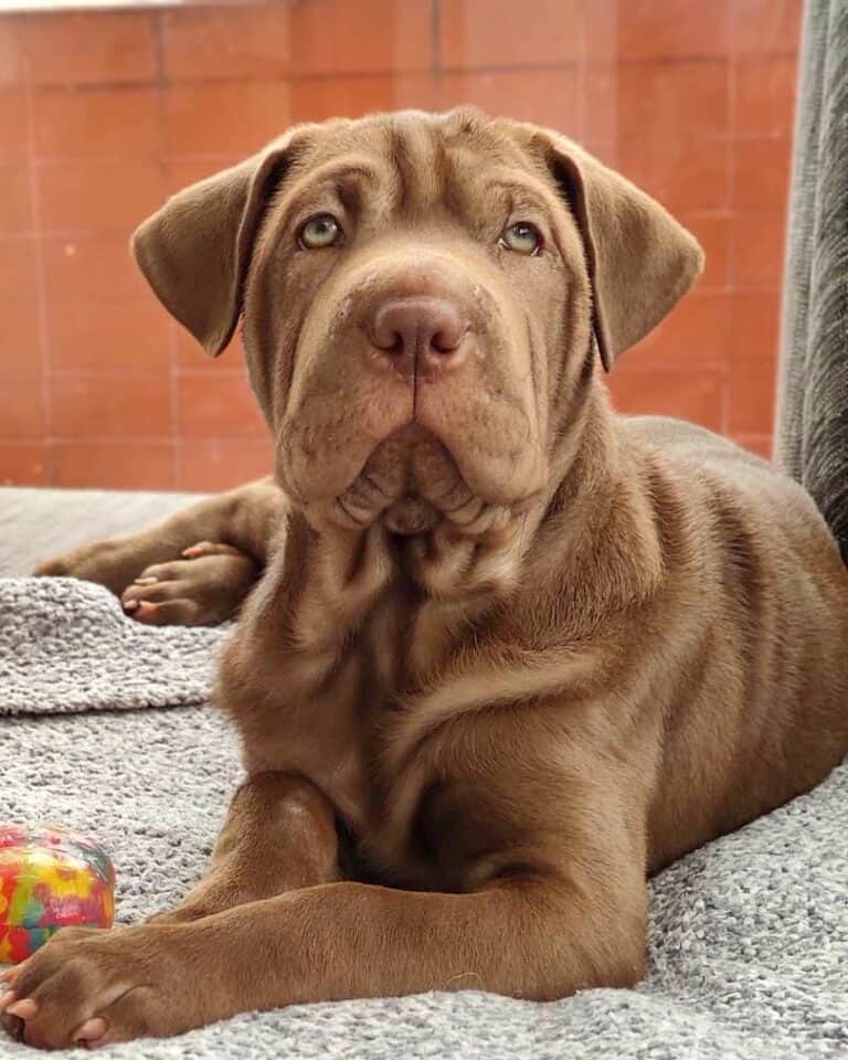 22 Beautiful Weimaraner Mixes You'll Love (With Pictures)