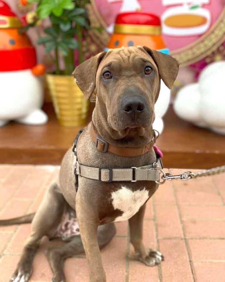 21 Adorable Shar-Pei Mixes You Need to Know