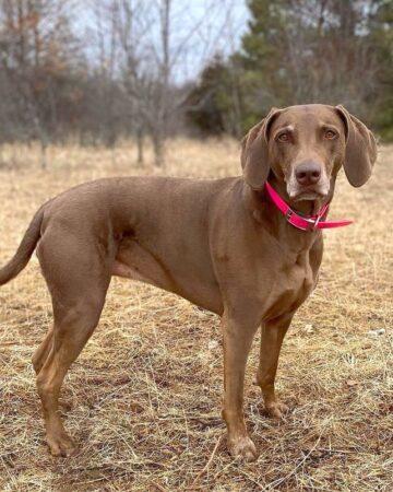 22 Beautiful Weimaraner Mixes You'll Love (With Pictures)