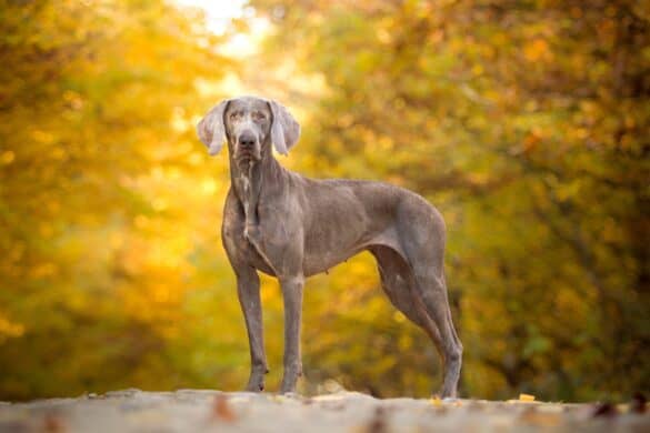 German Shepherd Pointer Mix: Info, Pictures, Traits & Facts