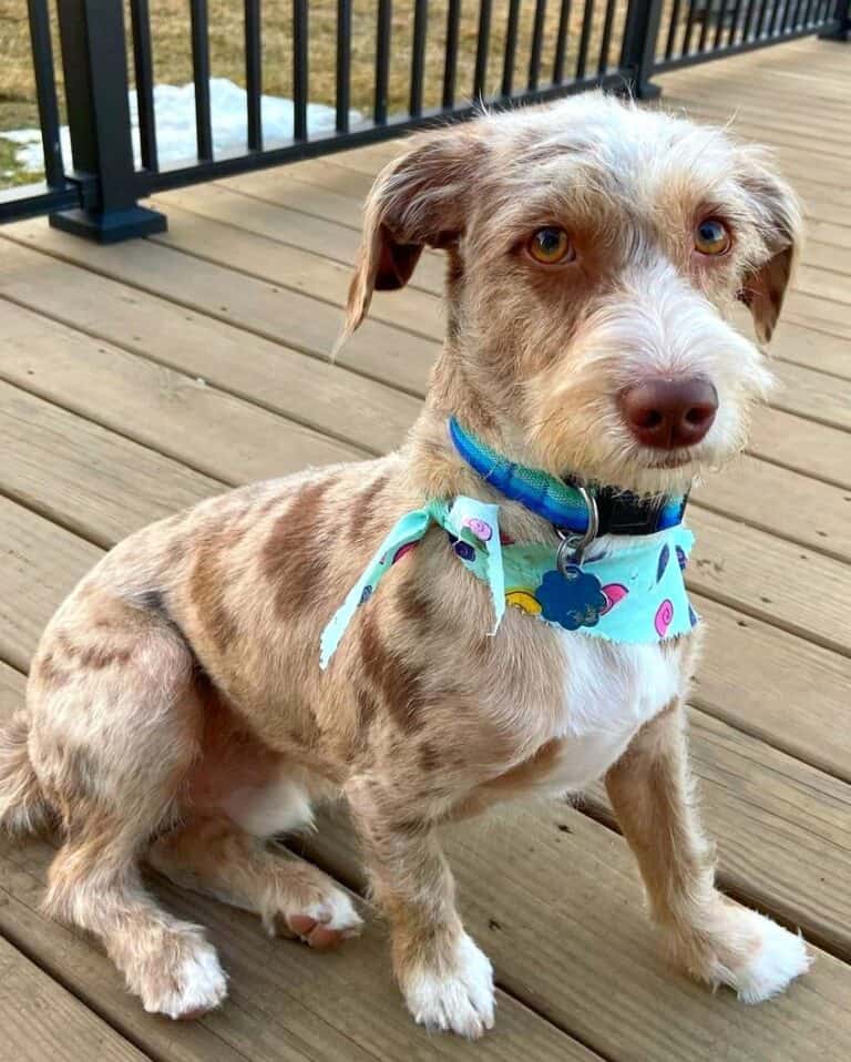 22 Beautiful Weimaraner Mixes You'll Love (With Pictures)