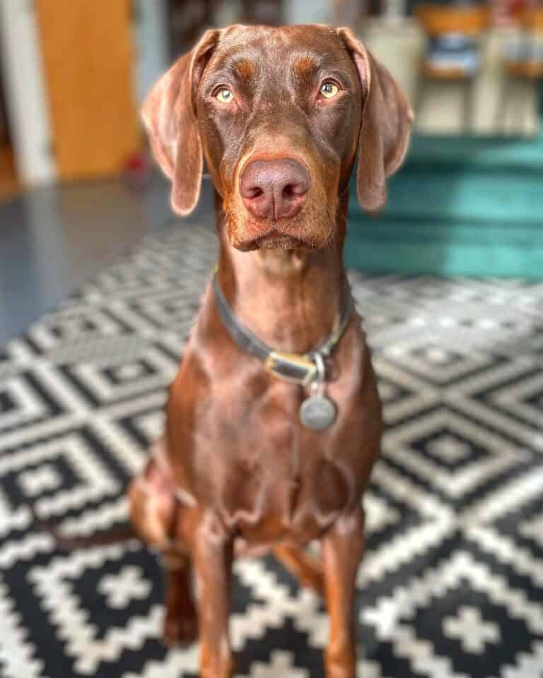 22 Beautiful Weimaraner Mixes You'll Love (With Pictures)