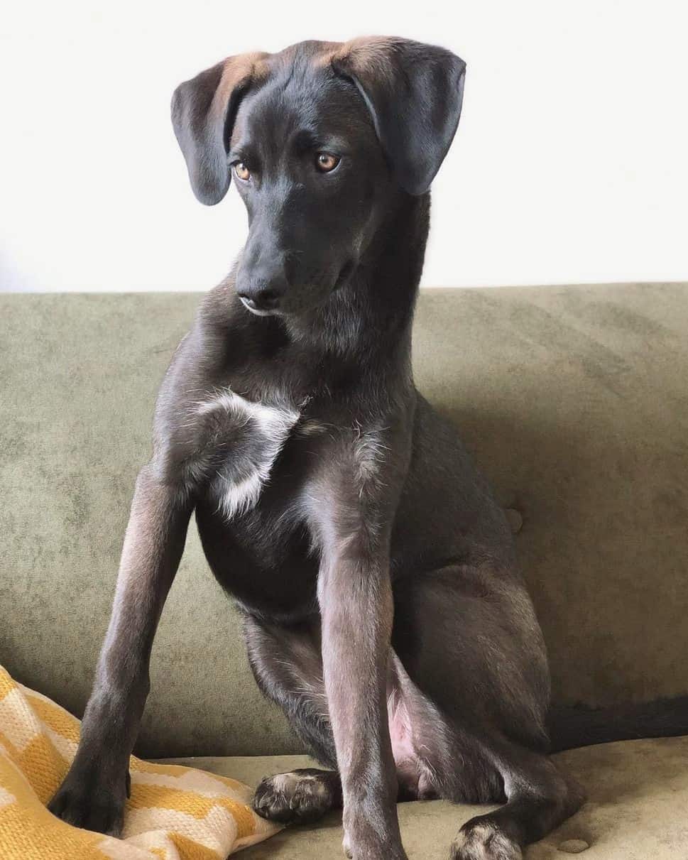 22 Beautiful Weimaraner Mixes You'll Love (With Pictures)