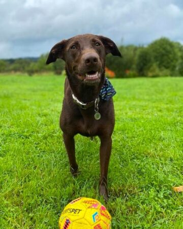 35 Whippet Mixes: A Complete Guide (With Pictures)