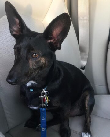 35 Whippet Mixes: A Complete Guide (With Pictures)