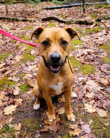 35 Whippet Mixes: A Complete Guide (With Pictures)