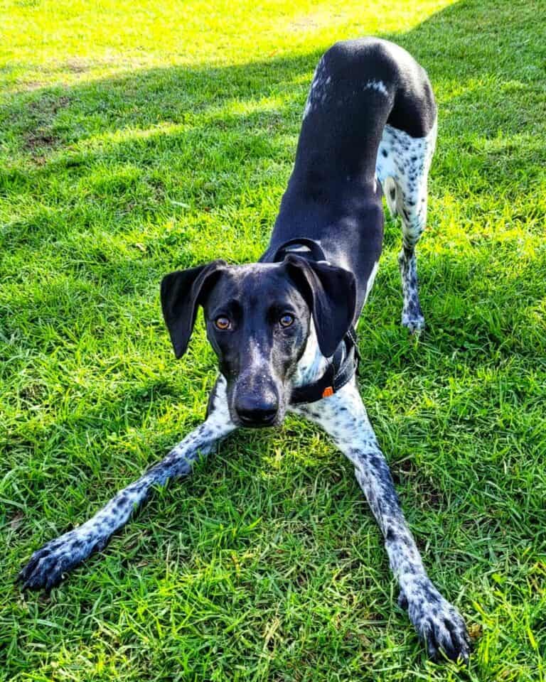 35 Whippet Mixes: A Complete Guide (With Pictures)