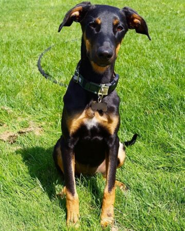 35 Whippet Mixes: A Complete Guide (With Pictures)