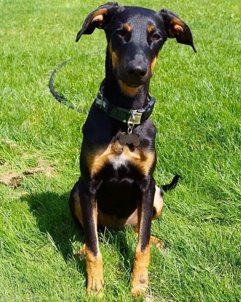 35 Whippet Mixes: A Complete Guide (With Pictures)