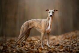35 Whippet Mixes: A Complete Guide (With Pictures)