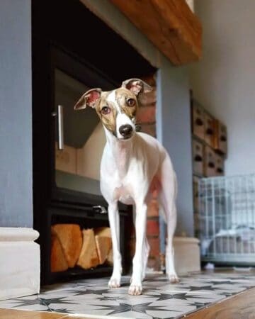 Greyhound Mixes: 24 Skinny Crossbreeds (With Pictures)
