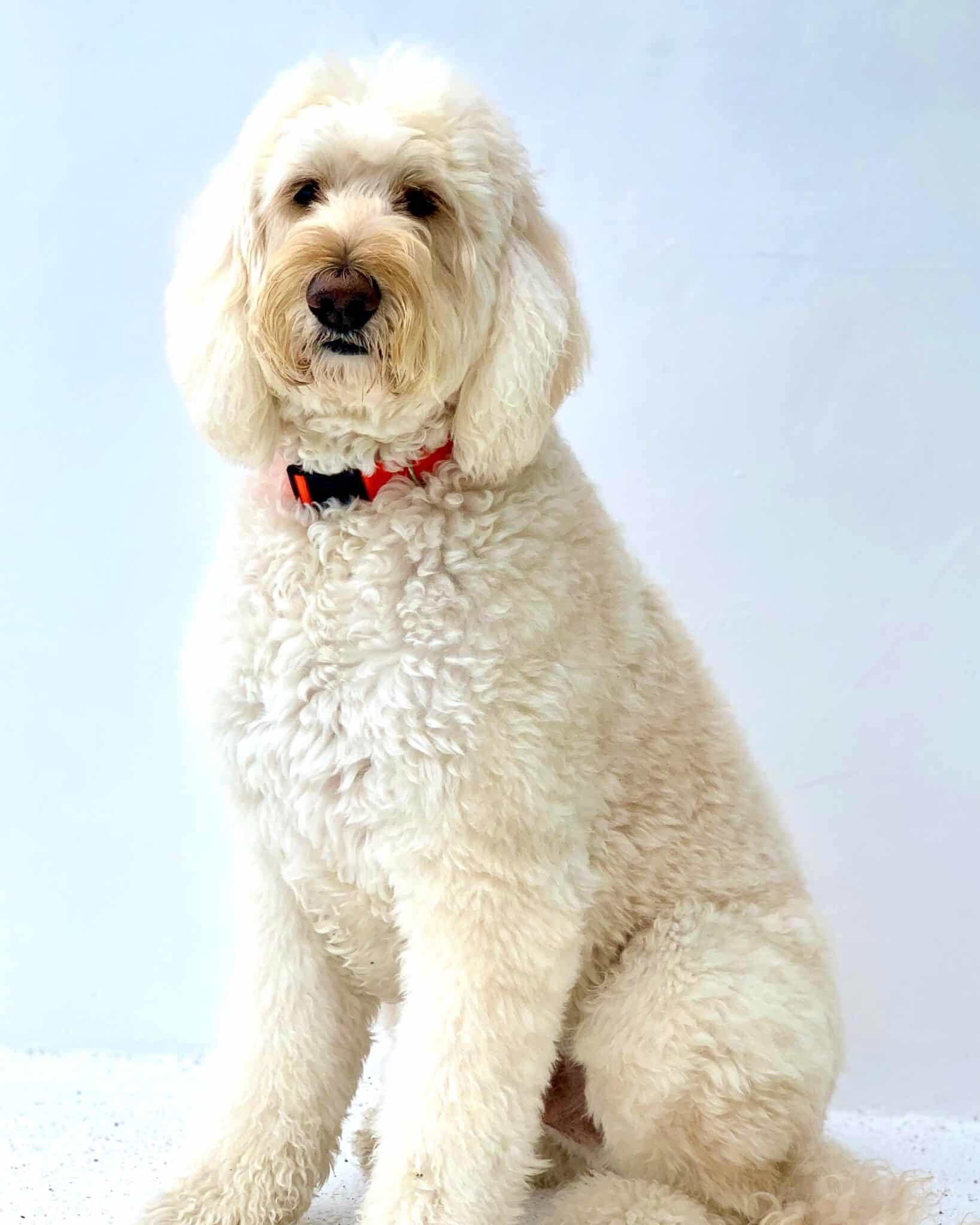 20 Goldendoodle Colors & Markings (With Pictures!)
