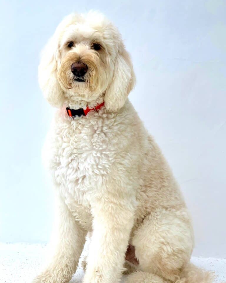 20 Goldendoodle Colors & Markings (With Pictures!)