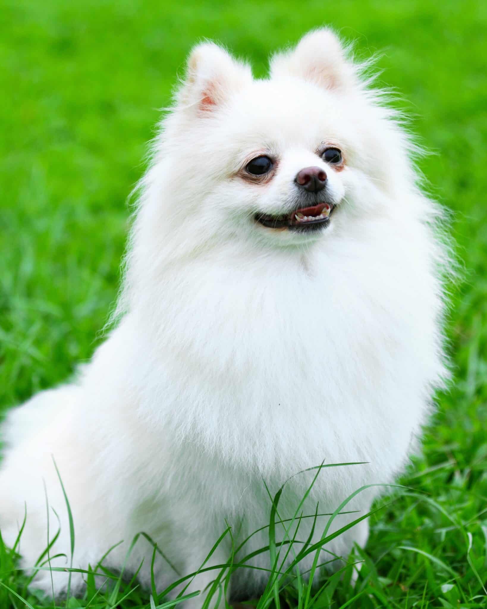 25 Pomeranian Colors, Markings & Patterns (With Pictures!)