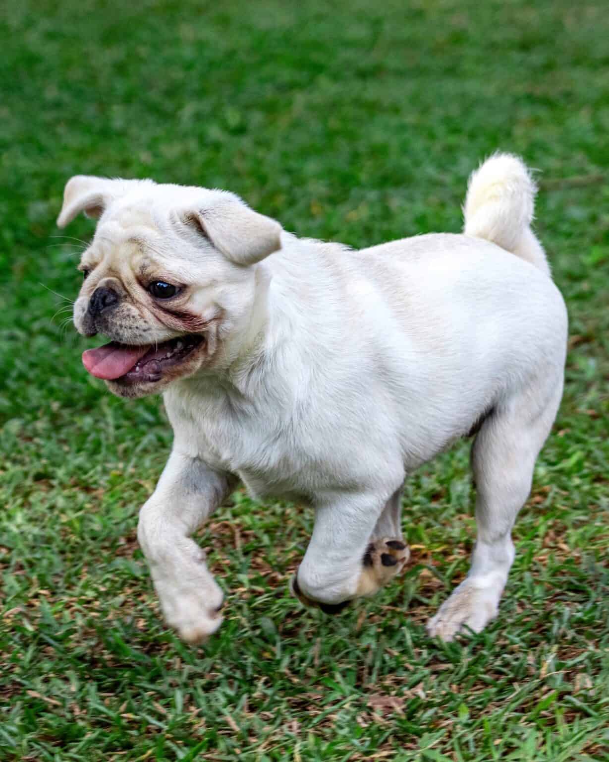 20 Pug Colors Explained (With Pictures!) - Happy Dog Breeds