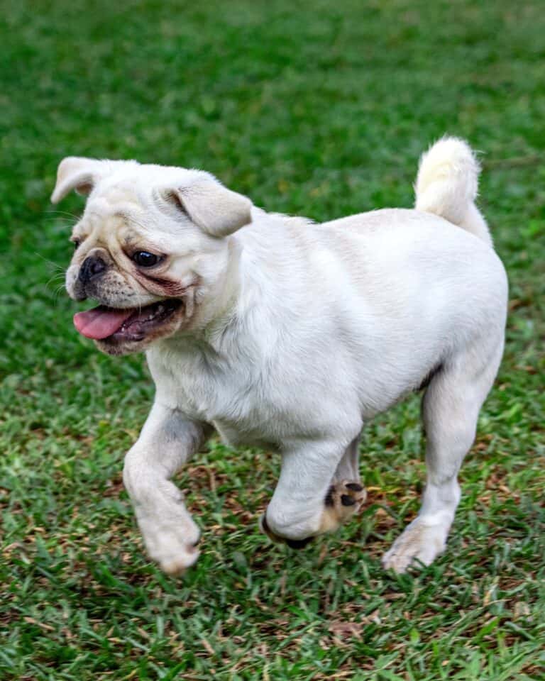 20 Pug Colors Explained (With Pictures!) - Happy Dog Breeds