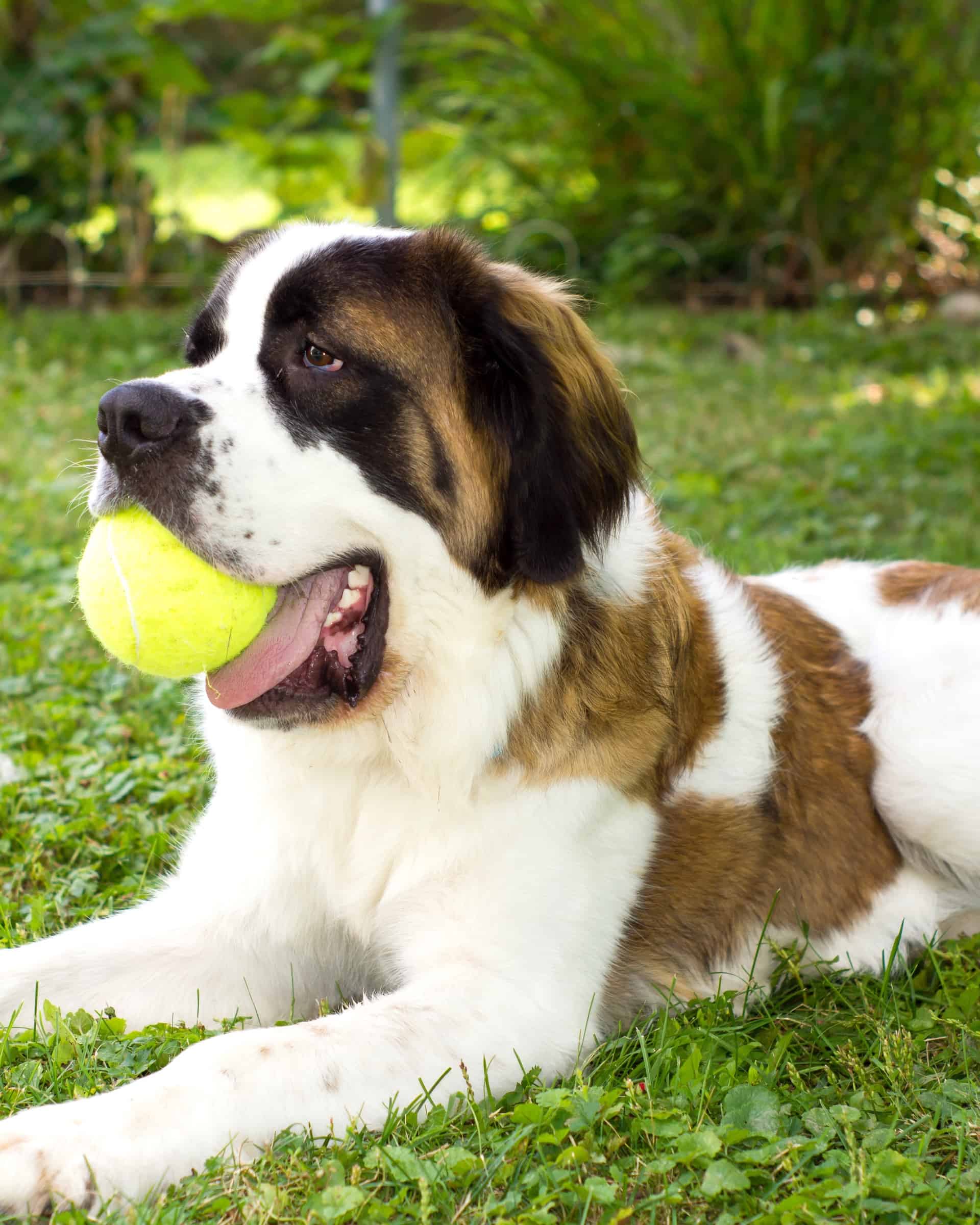 17 Saint Bernard Colors Explained (With Pictures!)