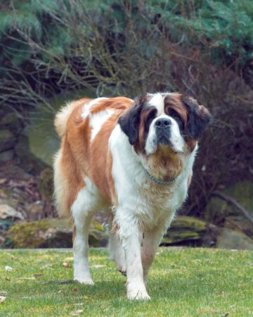 17 Saint Bernard Colors Explained (With Pictures!)
