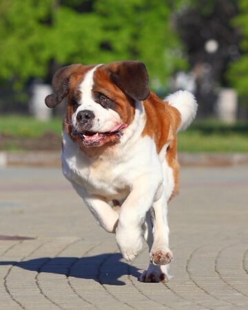 17 Saint Bernard Colors Explained (With Pictures!)