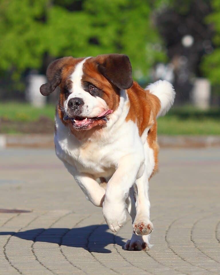 17 Saint Bernard Colors Explained (With Pictures!)