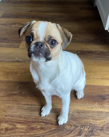 20 Pug Colors Explained (With Pictures!) - Happy Dog Breeds