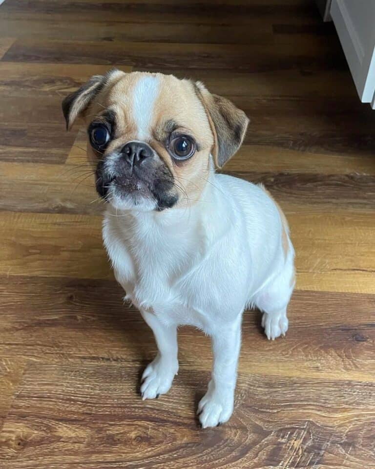 20 Pug Colors Explained (With Pictures!) - Happy Dog Breeds