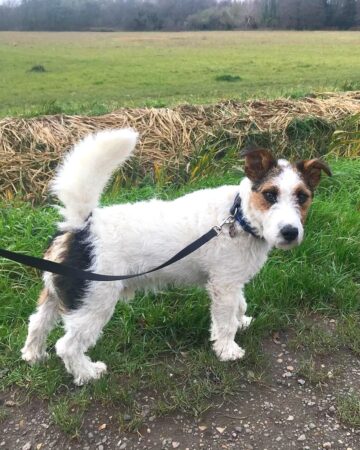 53 Most Adorable Jack Russell Terrier Mixes (With Pictures)