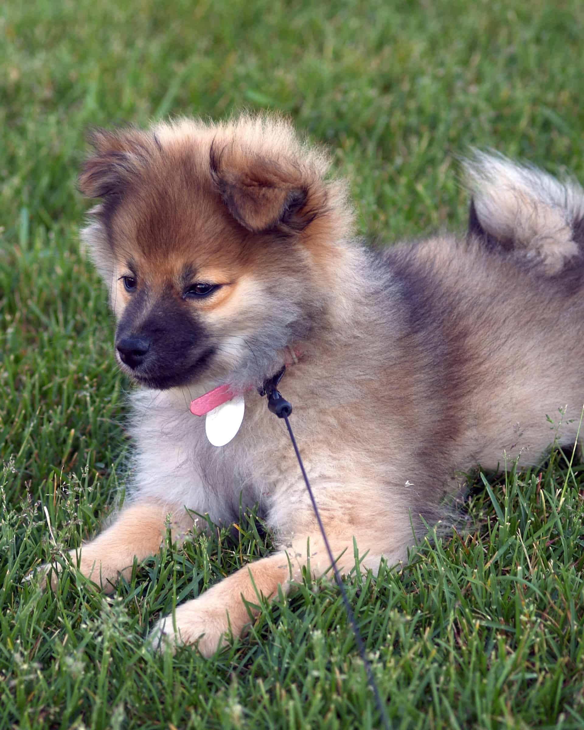 25 Pomeranian Colors, Markings & Patterns (With Pictures!)