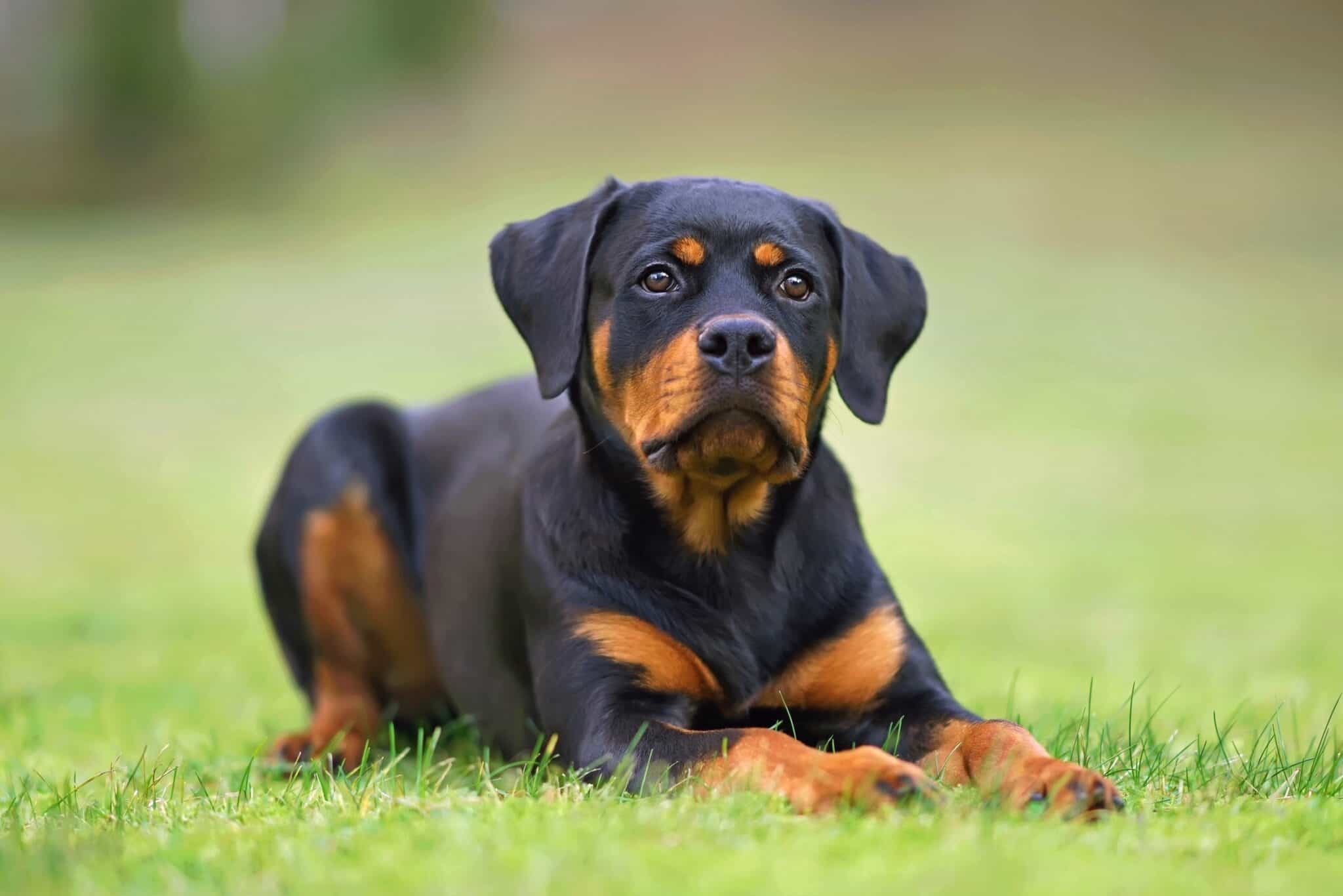 10 Best Rottweiler Breeders (2025 Updated) - Happy Dog Breeds