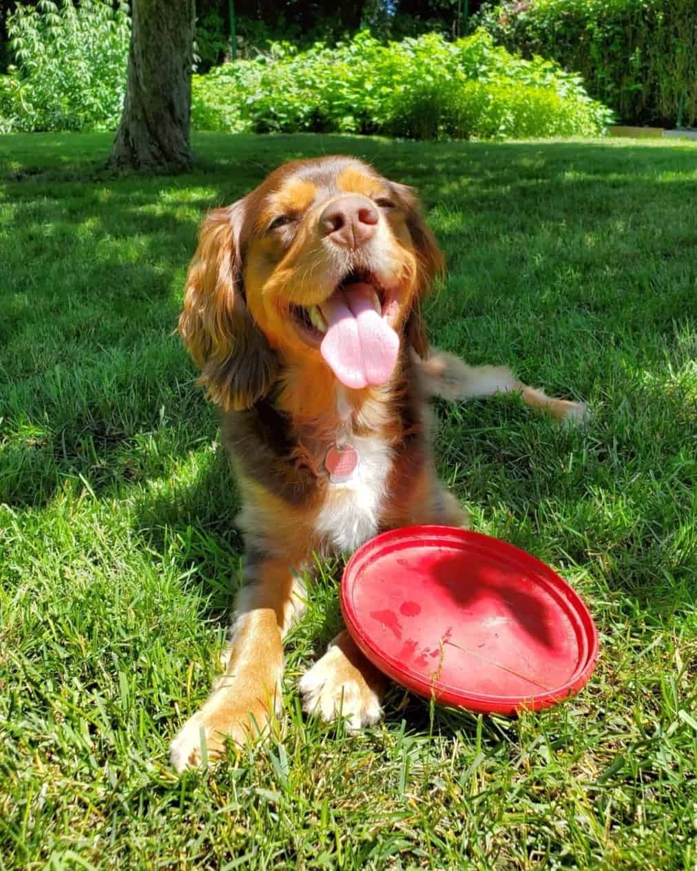 21 Beautiful Brittany Spaniel Mixes to Discover (With Pictures)