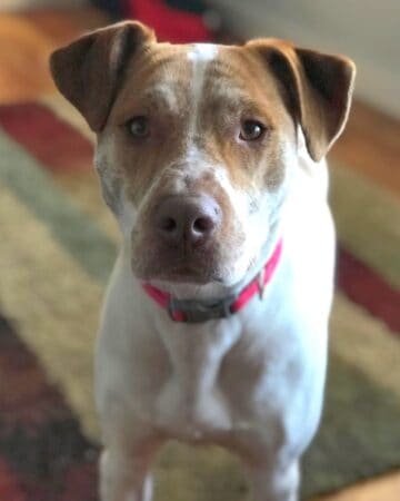 21 Beautiful Brittany Spaniel Mixes to Discover (With Pictures)