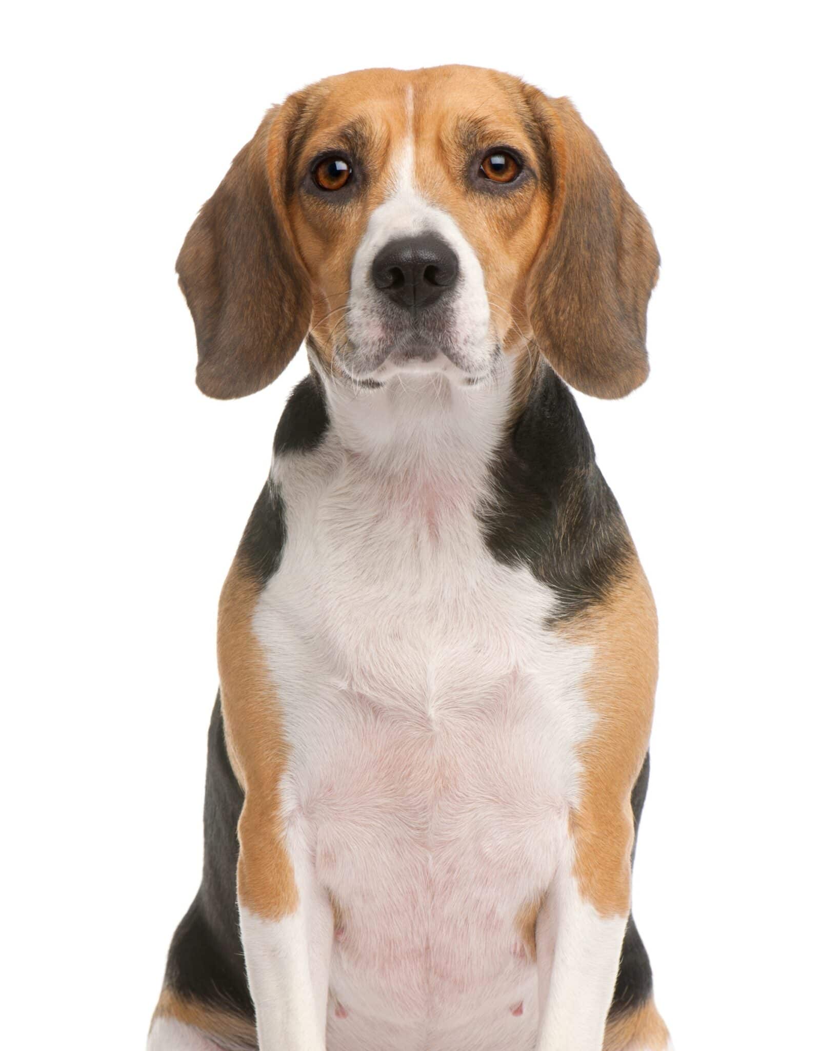 26 Beagle Colors and Markings (With Pictures)